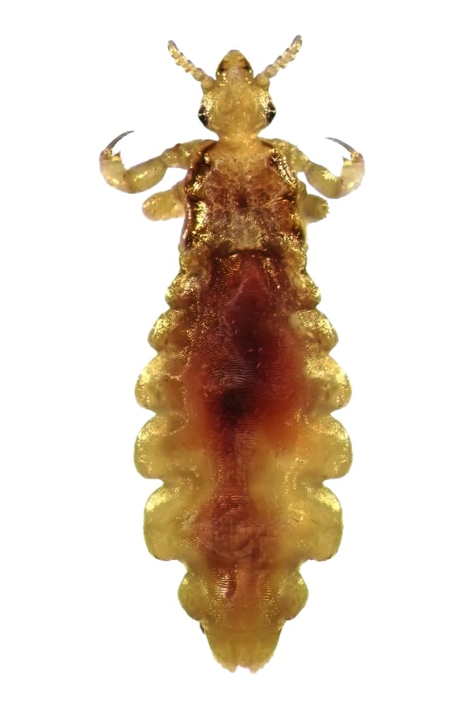 Hoofdluizen Bestrijden Tips 2025 | Hoofdluis Verdelgen met Millium.nl