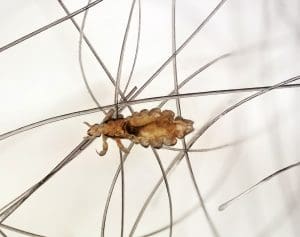 Hoofdluizen herkennen - Informatie voor tuin & plant | Millium.nl