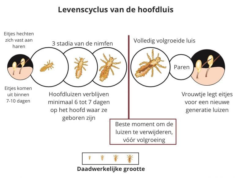 Hoofdluizen Bestrijden Tips 2025 | Hoofdluis Verdelgen met Millium.nl