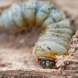 Houtworm Bestrijden en Voorkomen Tips 2022