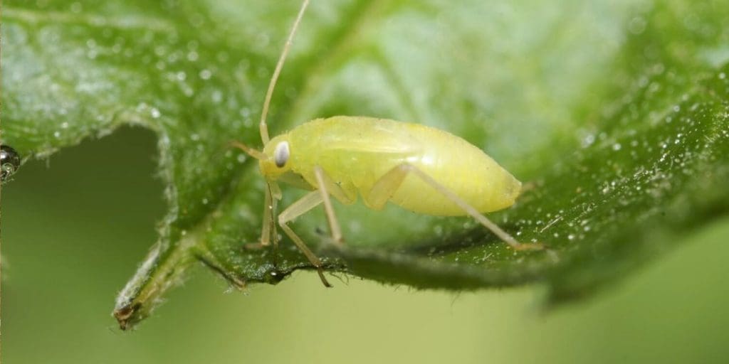 Bladluis Bestrijden & Verdelgen | Bladluisplaag Bestrijden Tips 2019