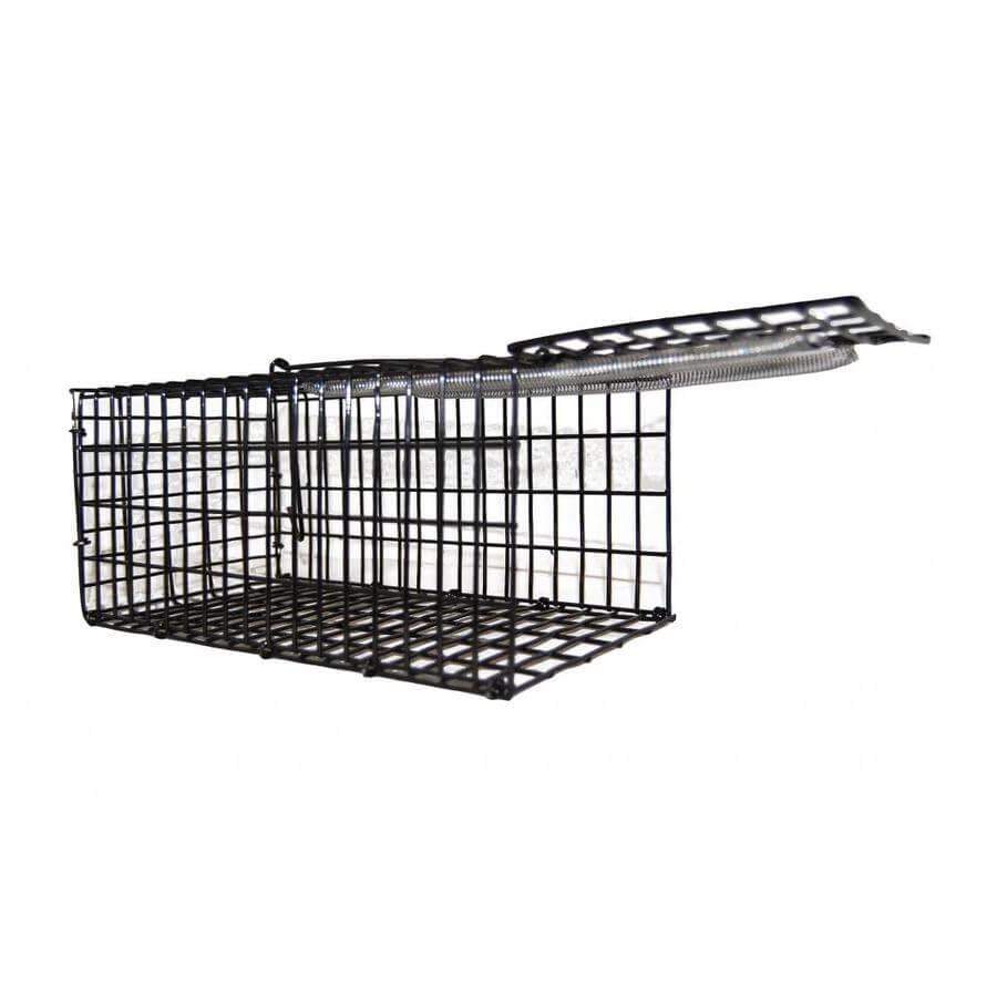 Ratten Bestrijden Tips 2025 | Ratten Verdelgen met Millium.nl