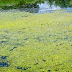 Draadalg Bestrijden Tips 2022 | Draadalg Verdelgen met Millium.nl