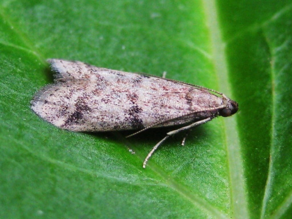 Motten bestrijden Tips 2025