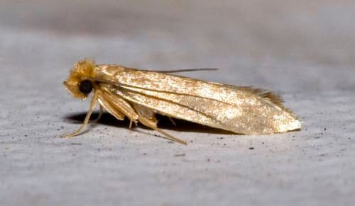 Kledingmotten bestrijden Tips 2024