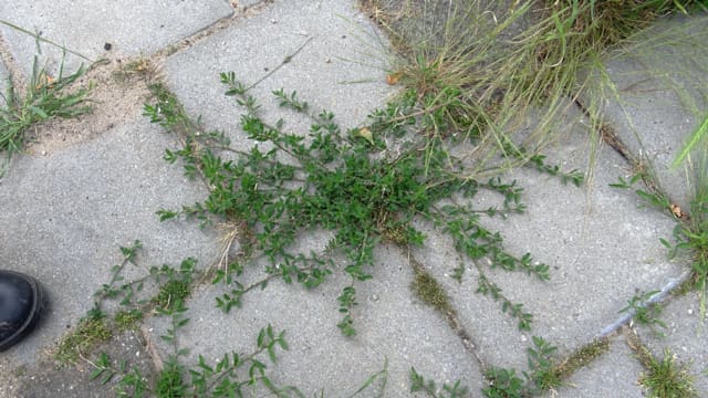 Onkruiden herkennen, welke soorten zijn er? Tips 2025