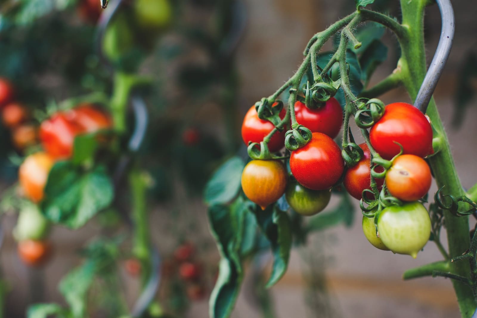 Wanneer Tomaten Oogsten Tips 2026