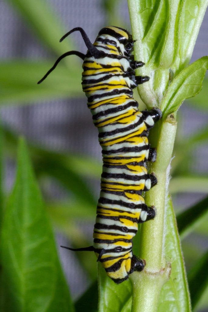 Huismoeder rupsen bestrijden Tips 2026